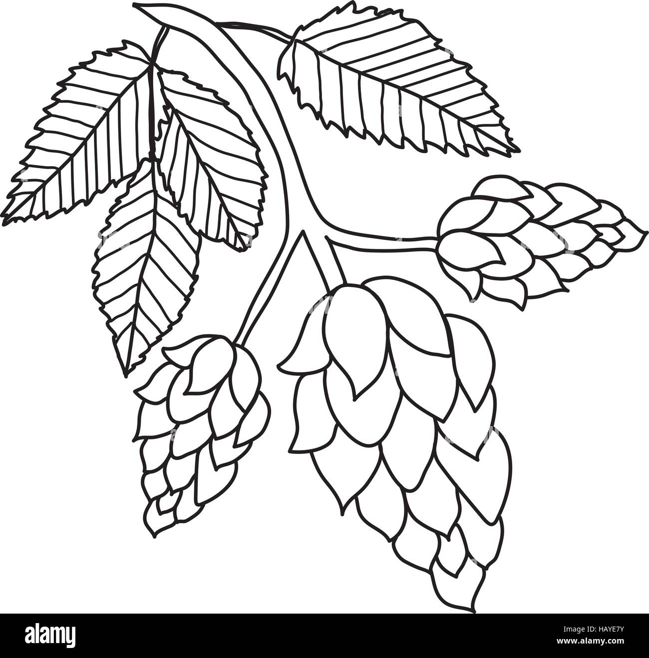 Impianto di luppolo le immagini in bianco e nero isolato su sfondo ...