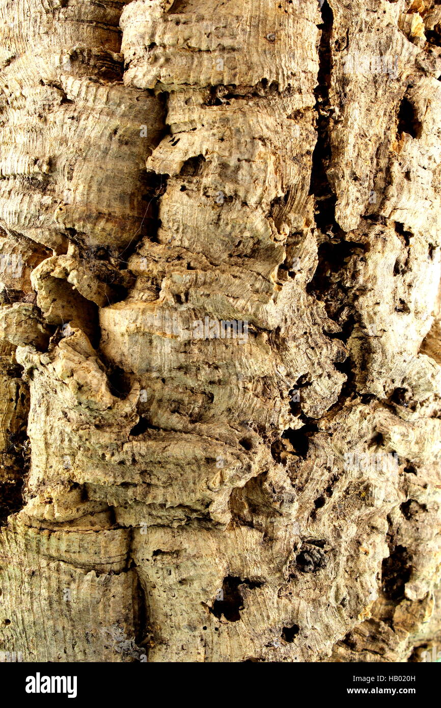 Quercia da sughero texture immagini e fotografie stock ad alta ...