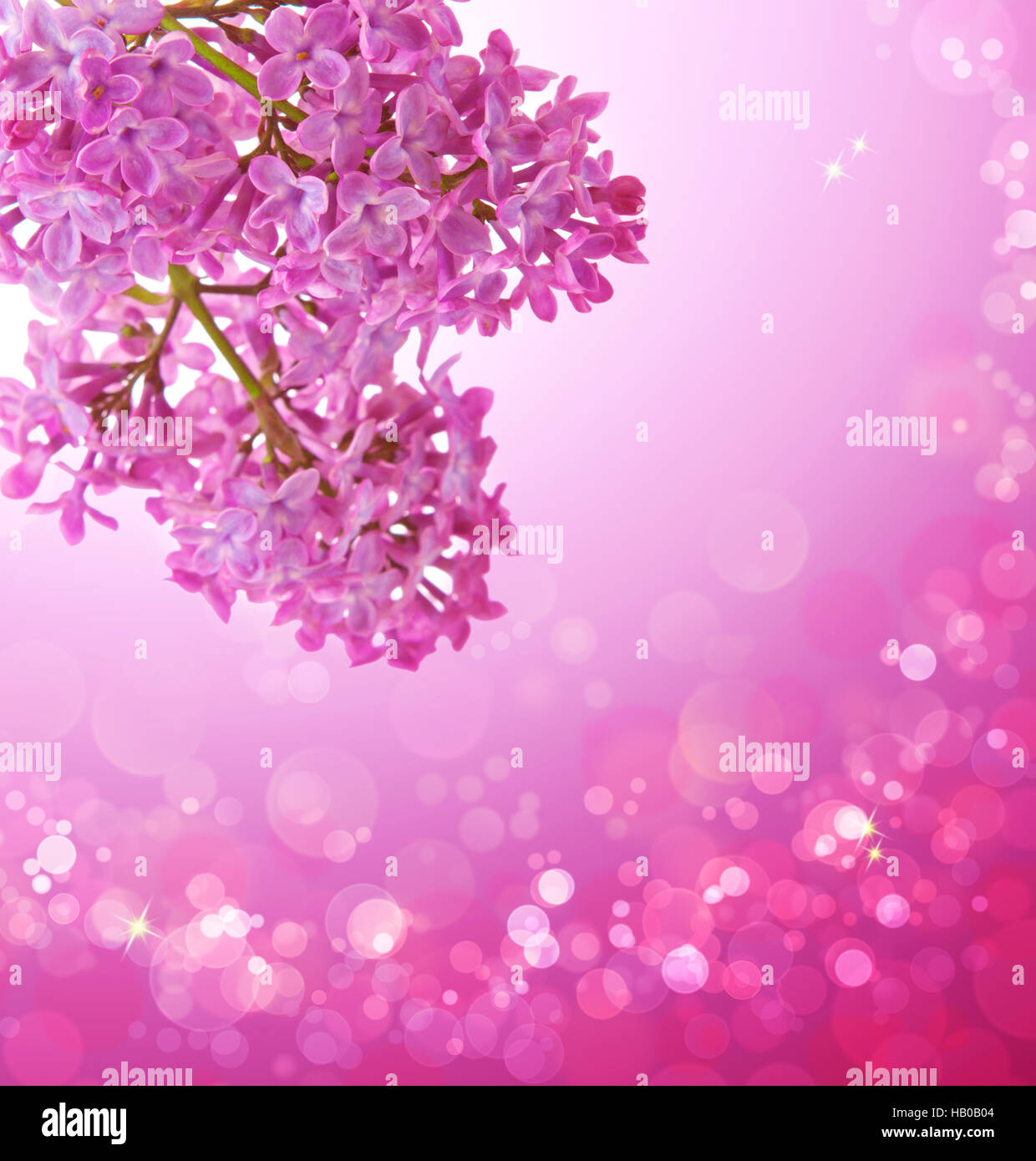 Rosa lila immagini e fotografie stock ad alta risoluzione - Alamy