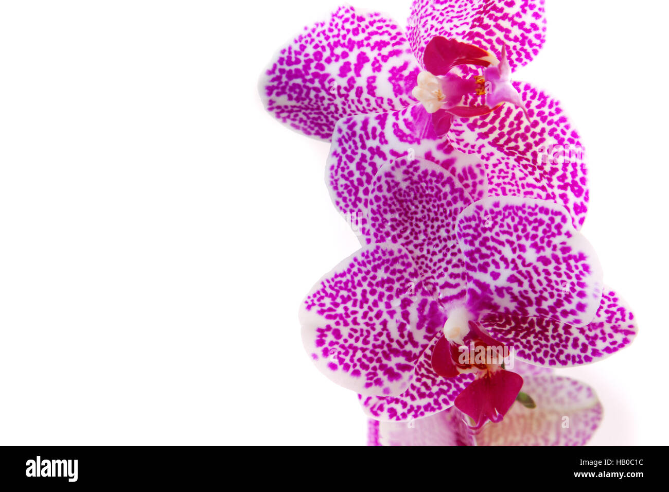 Ramo di orchidea immagini e fotografie stock ad alta risoluzione - Alamy