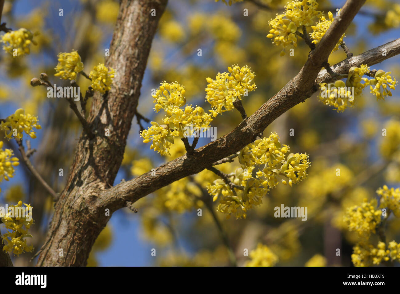 Cornus mas immagini e fotografie stock ad alta risoluzione - Alamy