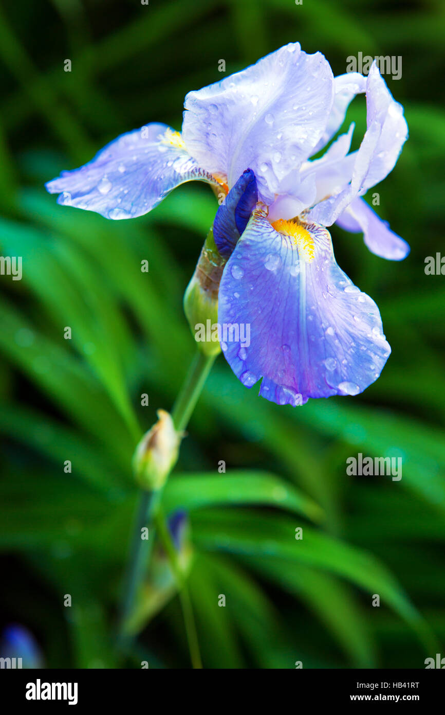 Iris blu in giardino immagini e fotografie stock ad alta risoluzione ...