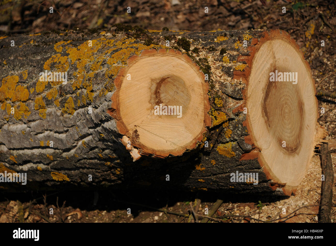 Legno di pioppo immagini e fotografie stock ad alta risoluzione - Alamy