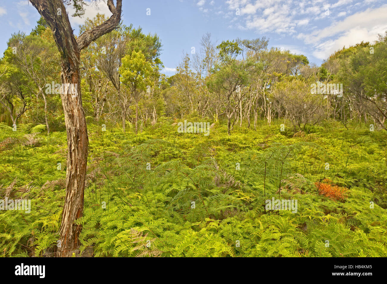 Kauri wälder immagini e fotografie stock ad alta risoluzione - Alamy