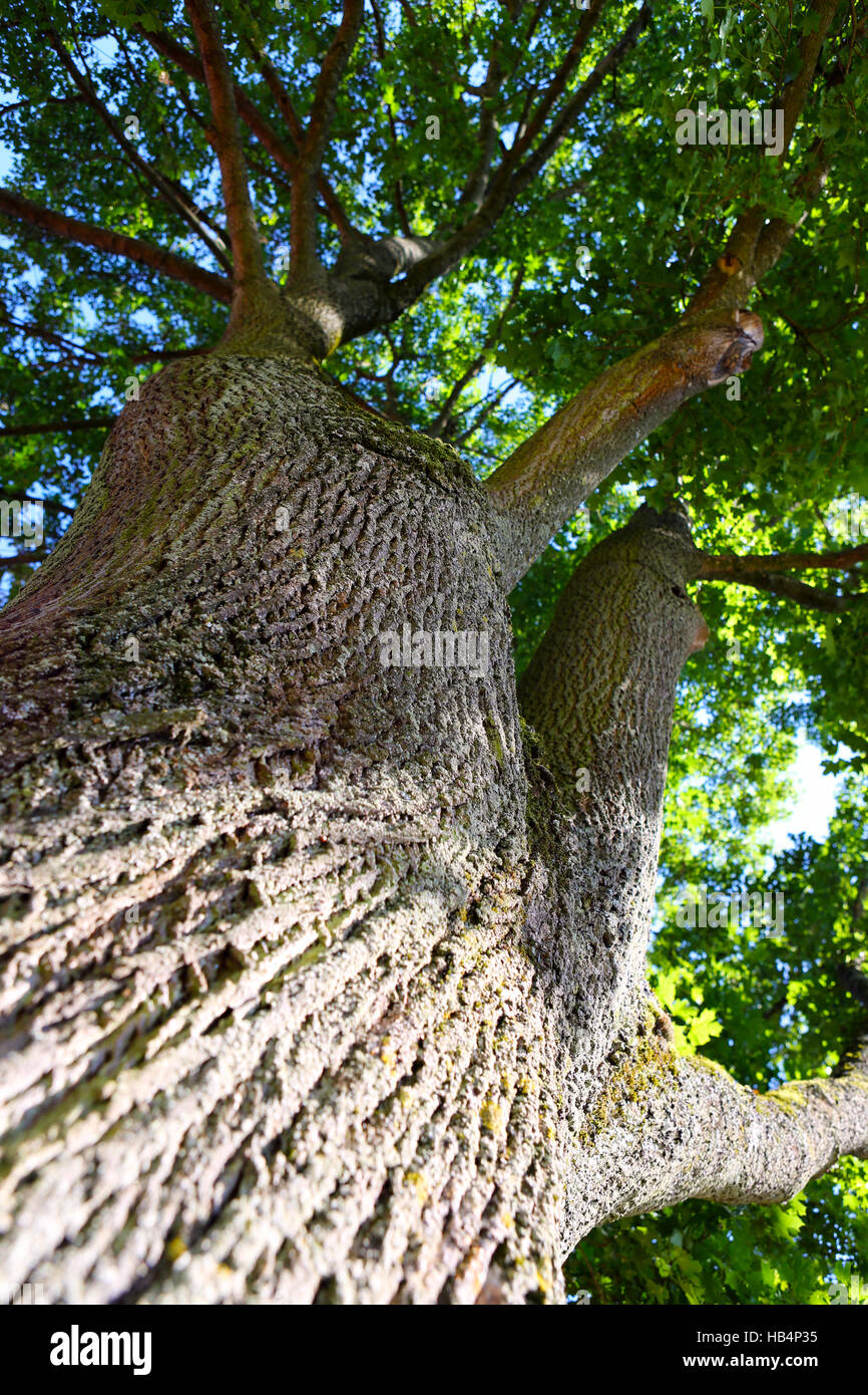 Tronco di una quercia immagini e fotografie stock ad alta risoluzione ...