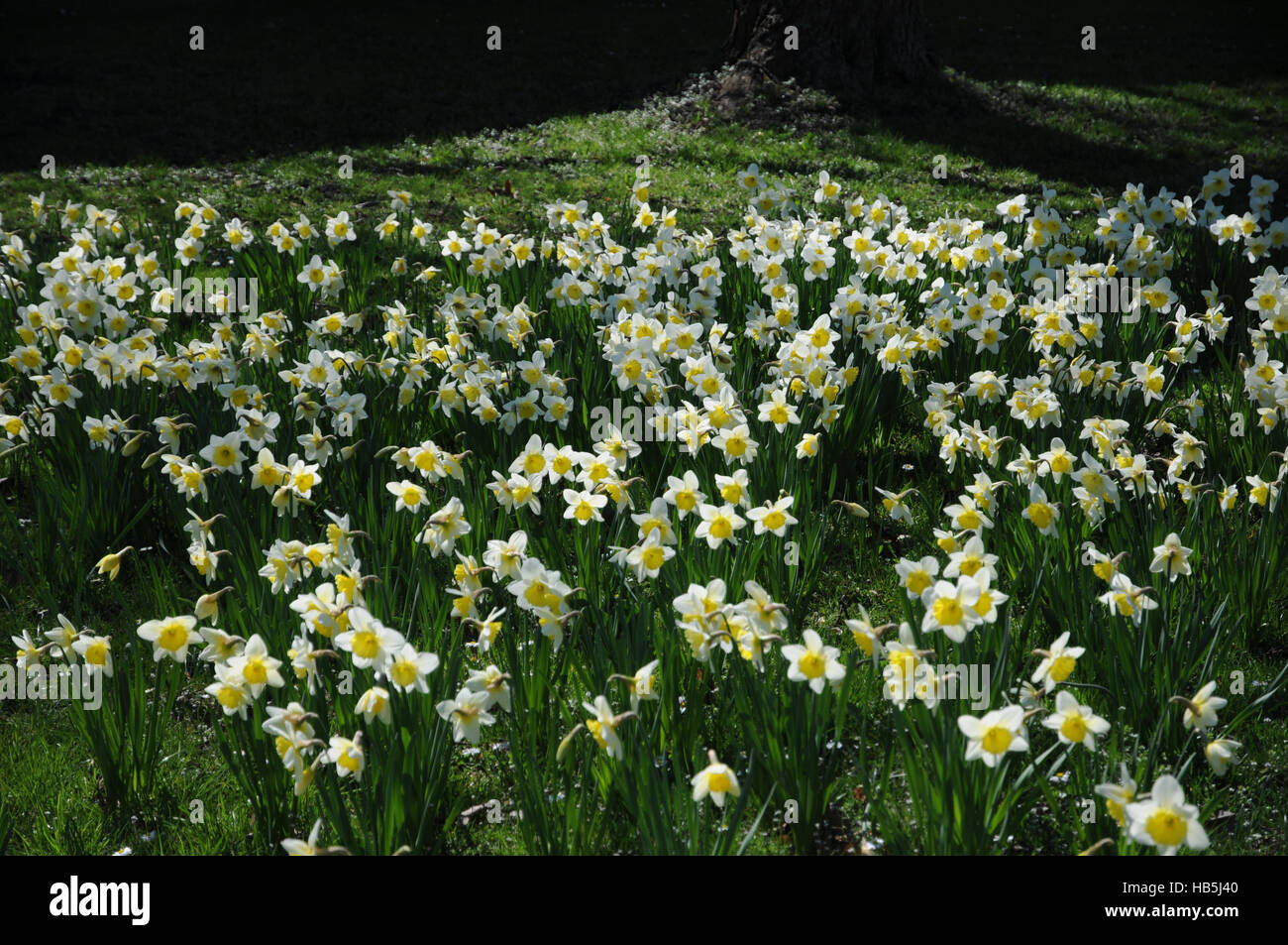 Narciso poeticus x narcissus pseudonarcissus immagini e fotografie ...