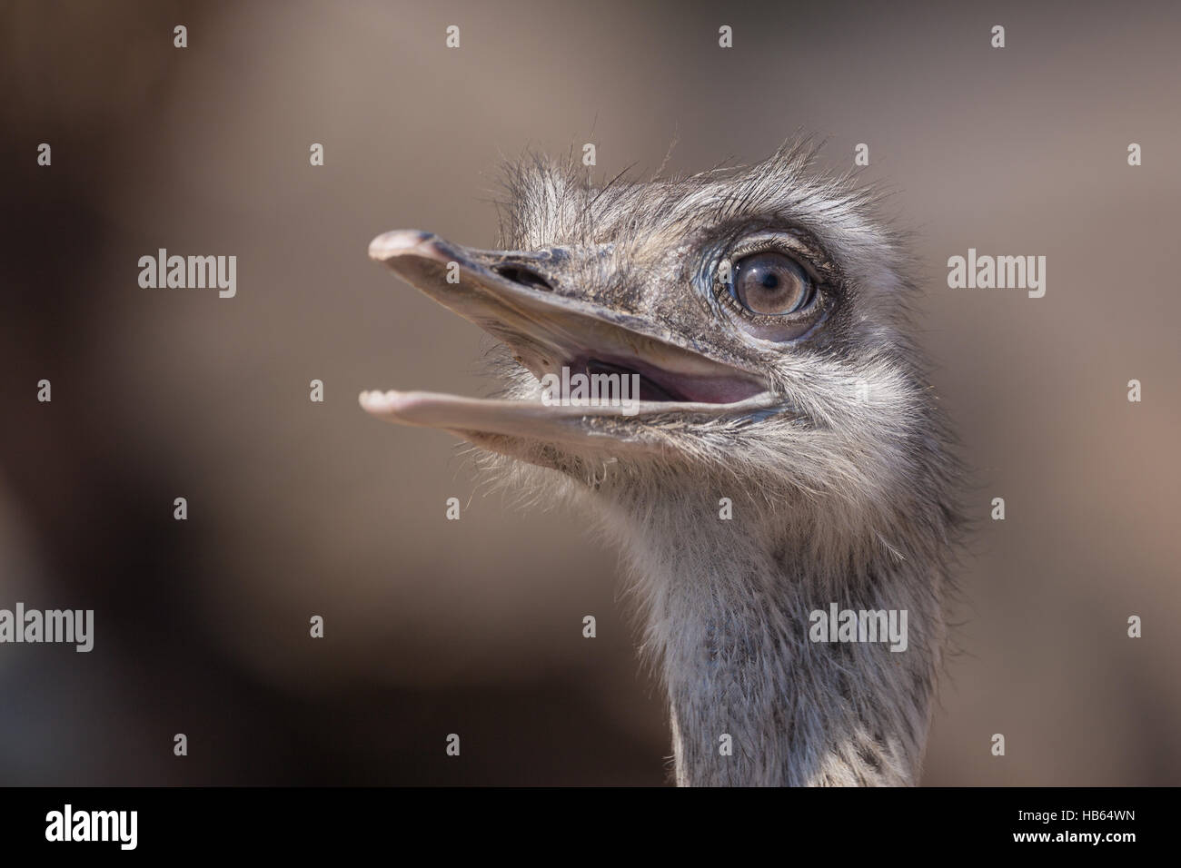 Pelliccia di struzzo immagini e fotografie stock ad alta risoluzione ...