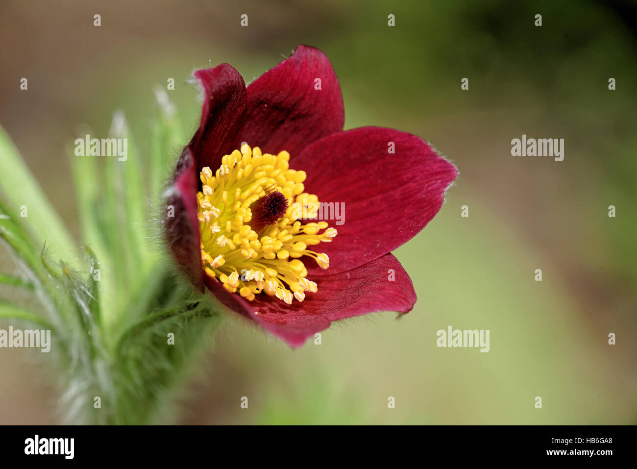 Pulsatilla vulgaris rubra immagini e fotografie stock ad alta ...