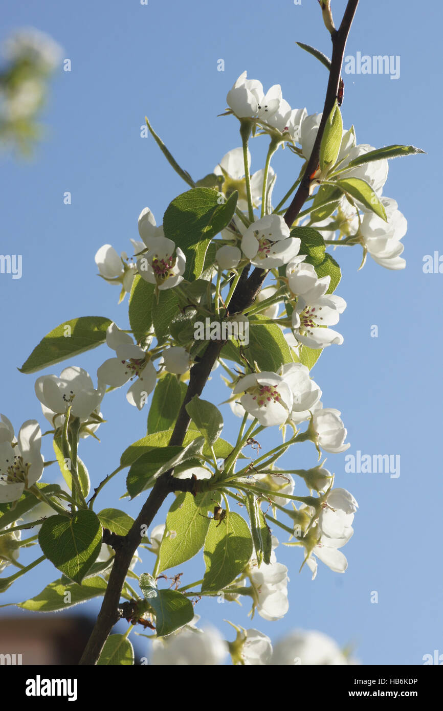 Albero di pera pyrus communis immagini e fotografie stock ad alta ...