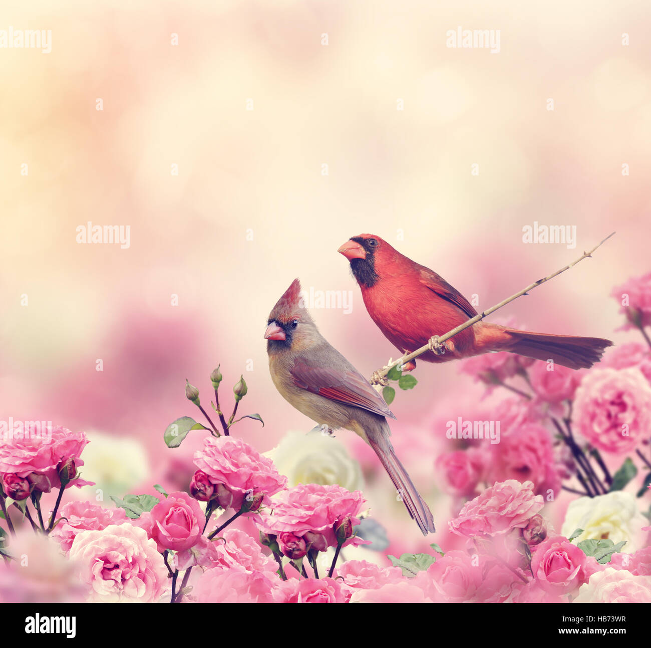 Maschio femmina cardinale immagini e fotografie stock ad alta ...