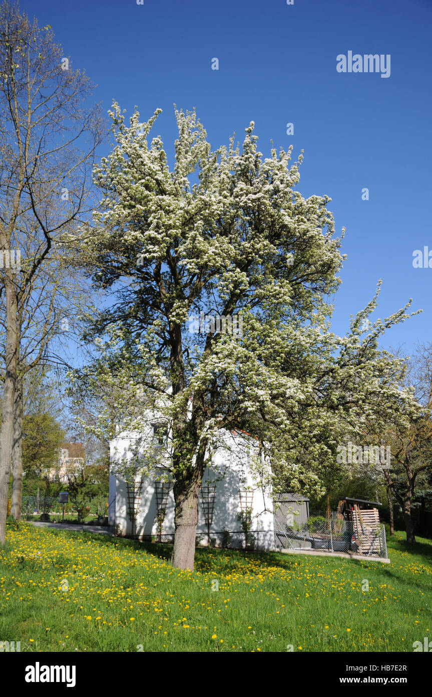 Albero di pera pyrus communis immagini e fotografie stock ad alta ...