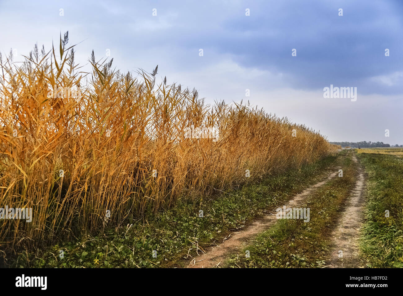 Lago neusiedl neusiedlersee immagini e fotografie stock ad alta ...