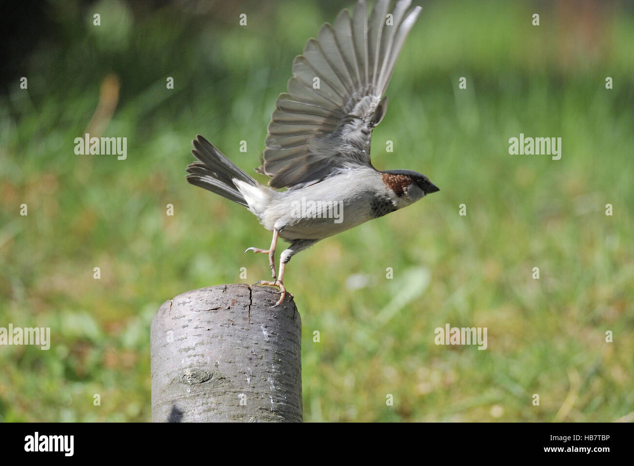 Passero domestico volo immagini e fotografie stock ad alta risoluzione ...