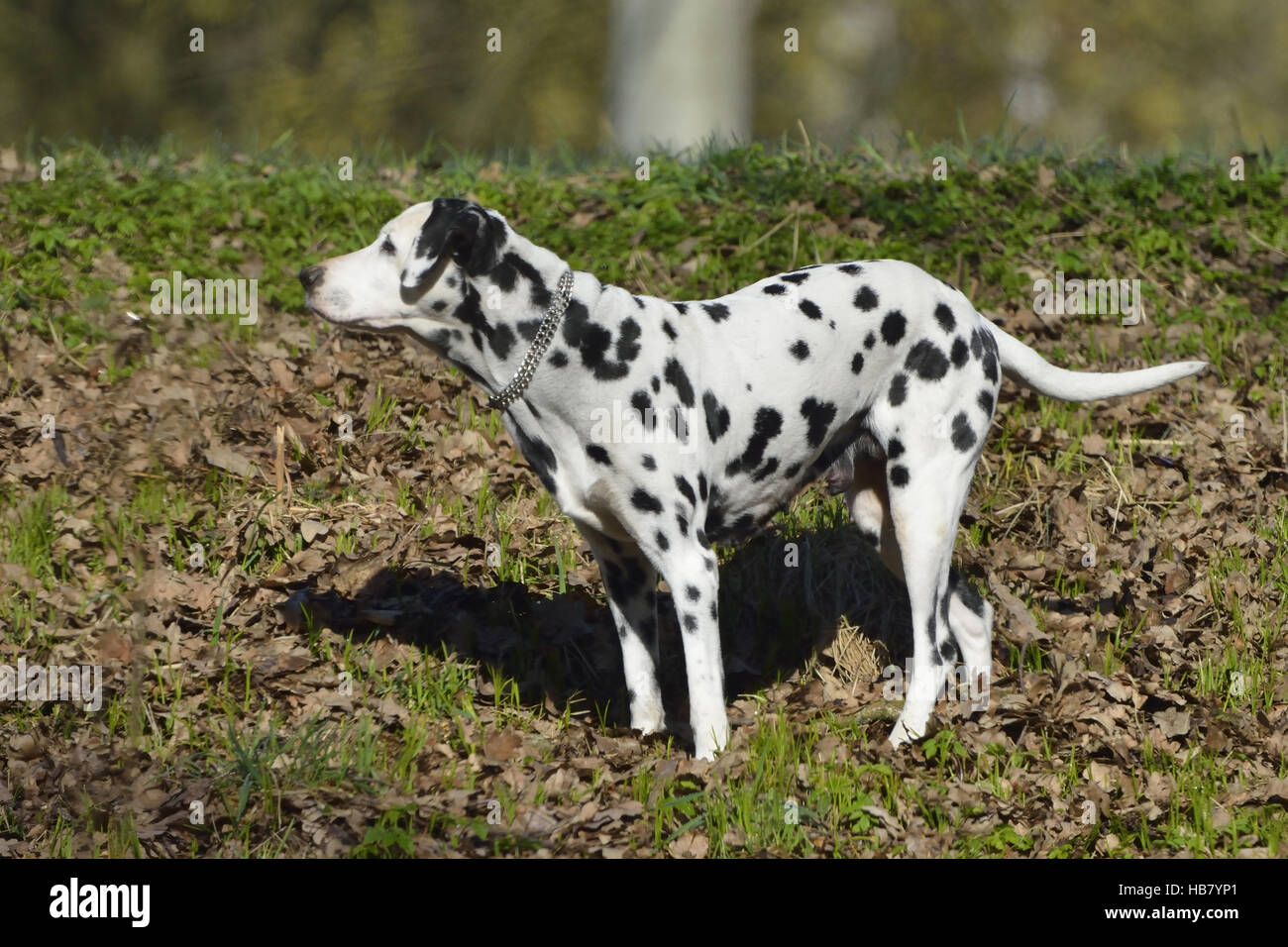 Foresta dalmata immagini e fotografie stock ad alta risoluzione - Alamy