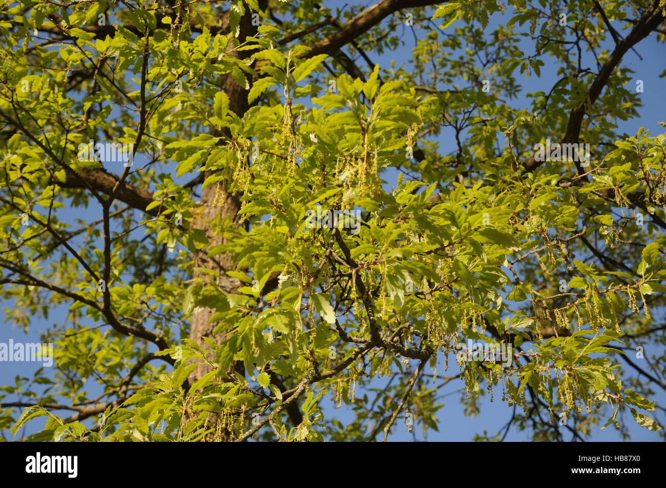Quercus cerris immagini e fotografie stock ad alta risoluzione - Alamy