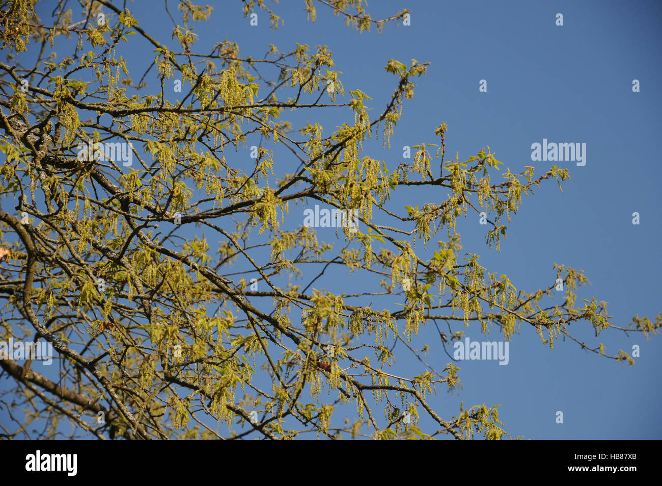 Quercus cerris immagini e fotografie stock ad alta risoluzione - Alamy
