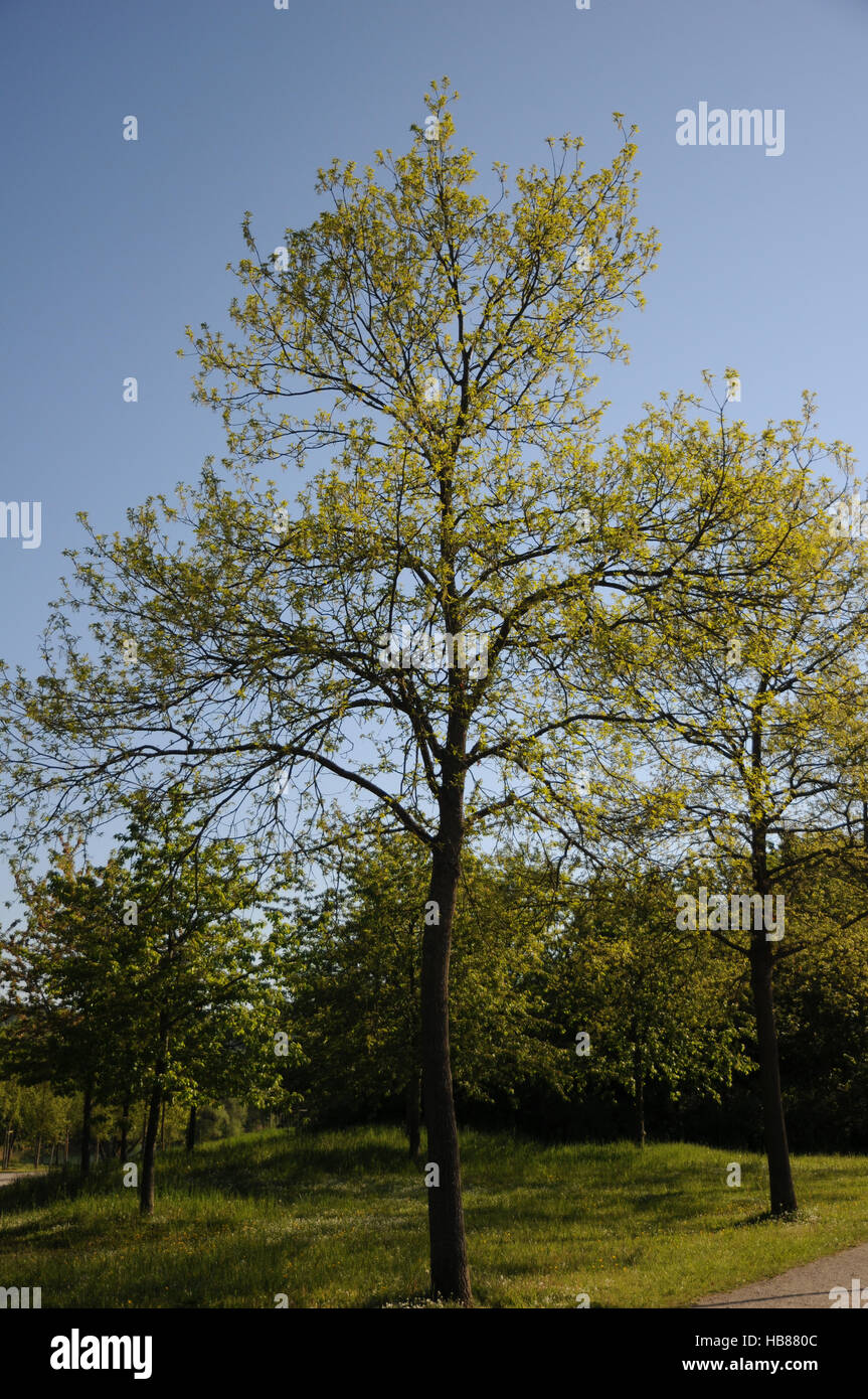 Quercus cerris leaves immagini e fotografie stock ad alta risoluzione ...