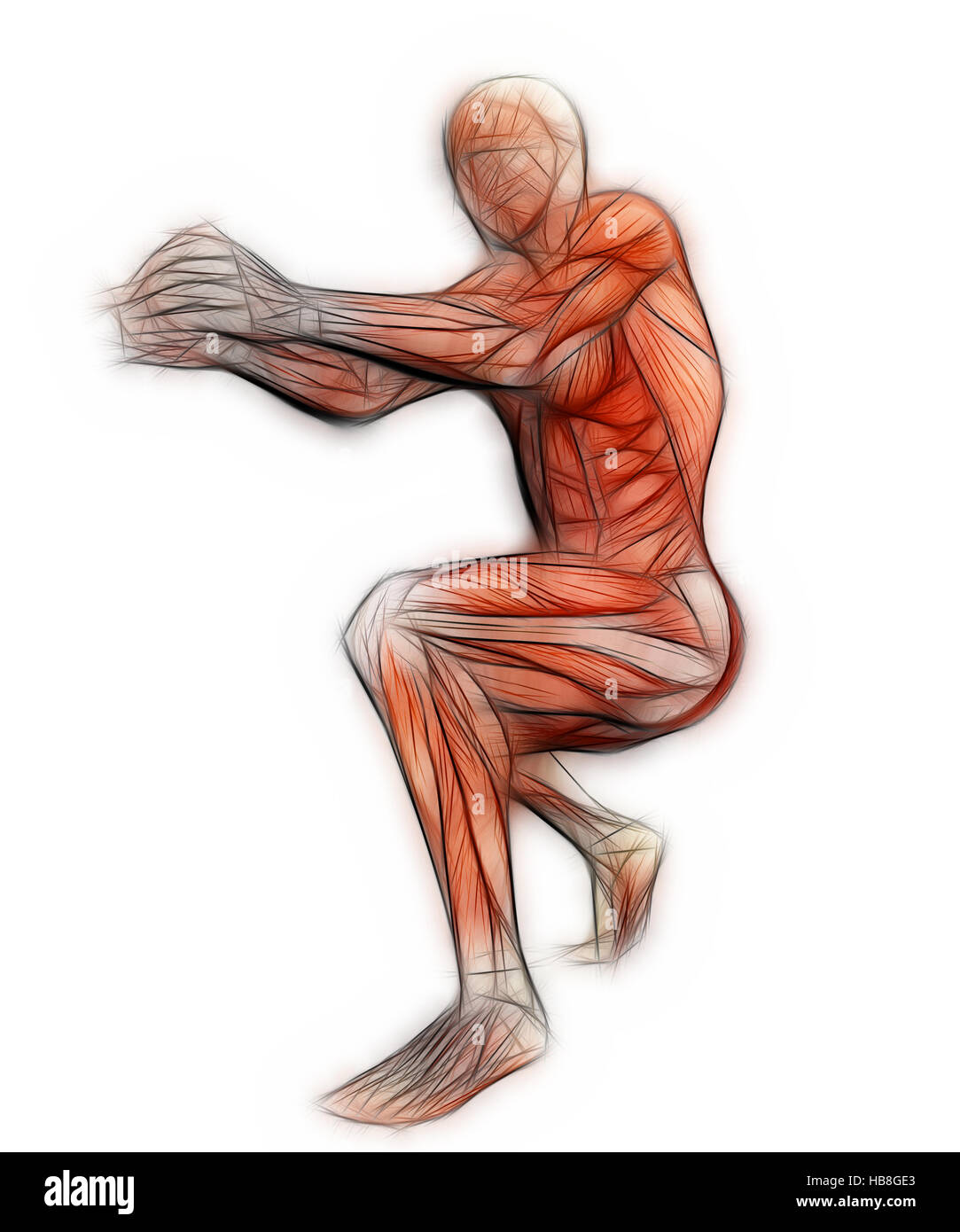Anatomia dei muscoli maschili Immagini senza sfondo e Foto Stock ...