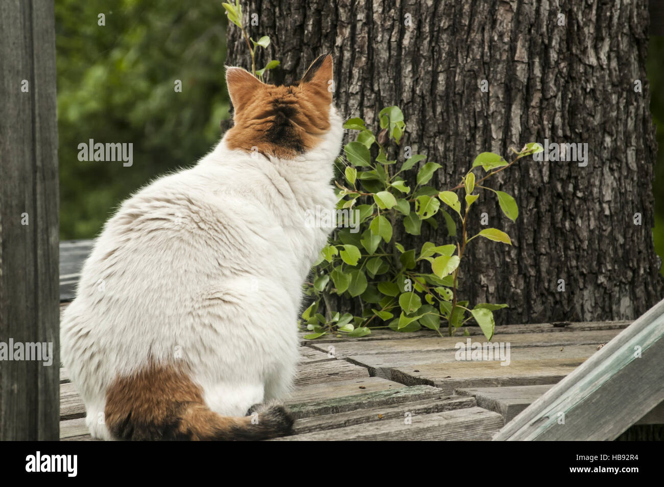 Portico del giardino immagini e fotografie stock ad alta risoluzione ...