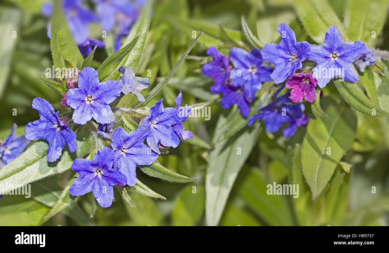 Gromwell buglossoides immagini e fotografie stock ad alta risoluzione ...