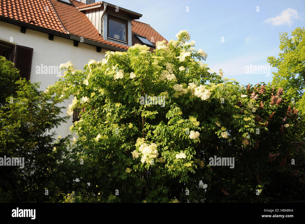 Sambucus nigra holler holunder immagini e fotografie stock ad alta ...
