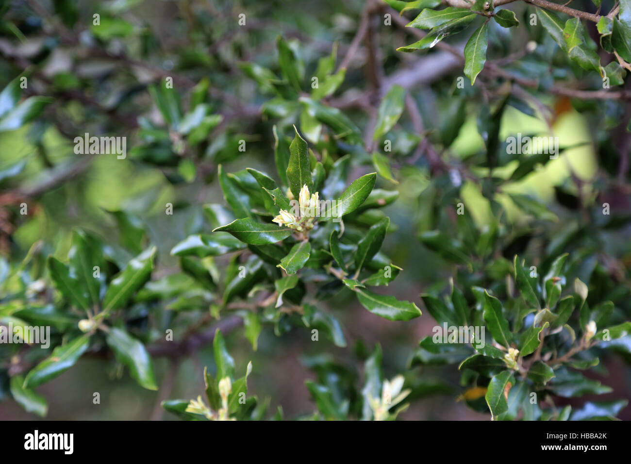 Ramo di leccio immagini e fotografie stock ad alta risoluzione - Alamy