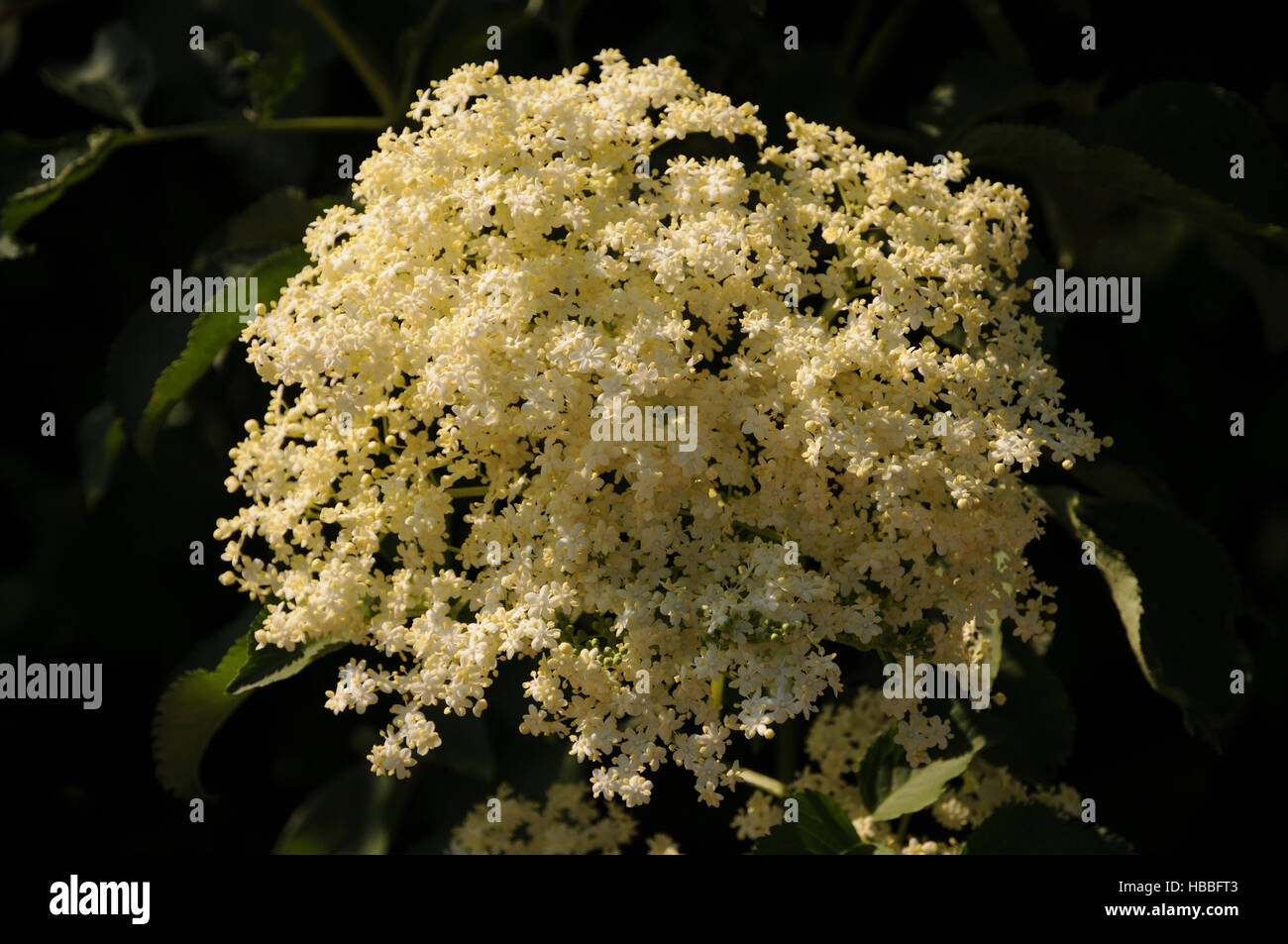 Sambucus nigra holler holunder immagini e fotografie stock ad alta ...