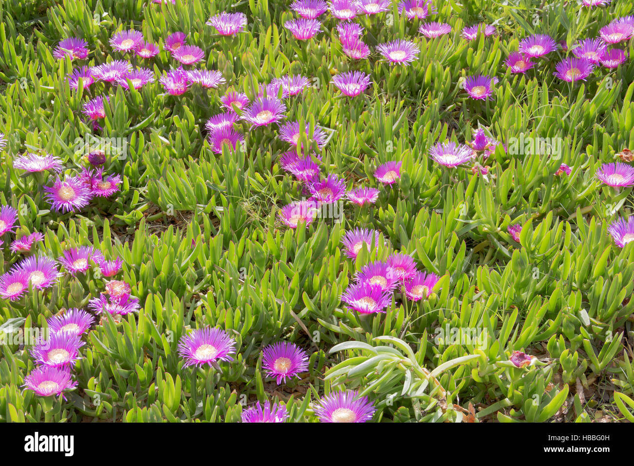 Figue de mer immagini e fotografie stock ad alta risoluzione - Alamy