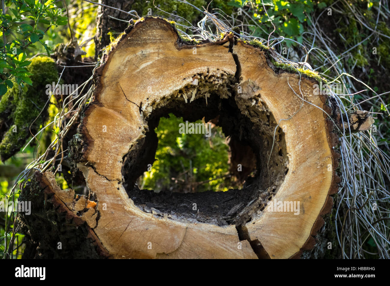 Buco albero naturale immagini e fotografie stock ad alta risoluzione ...