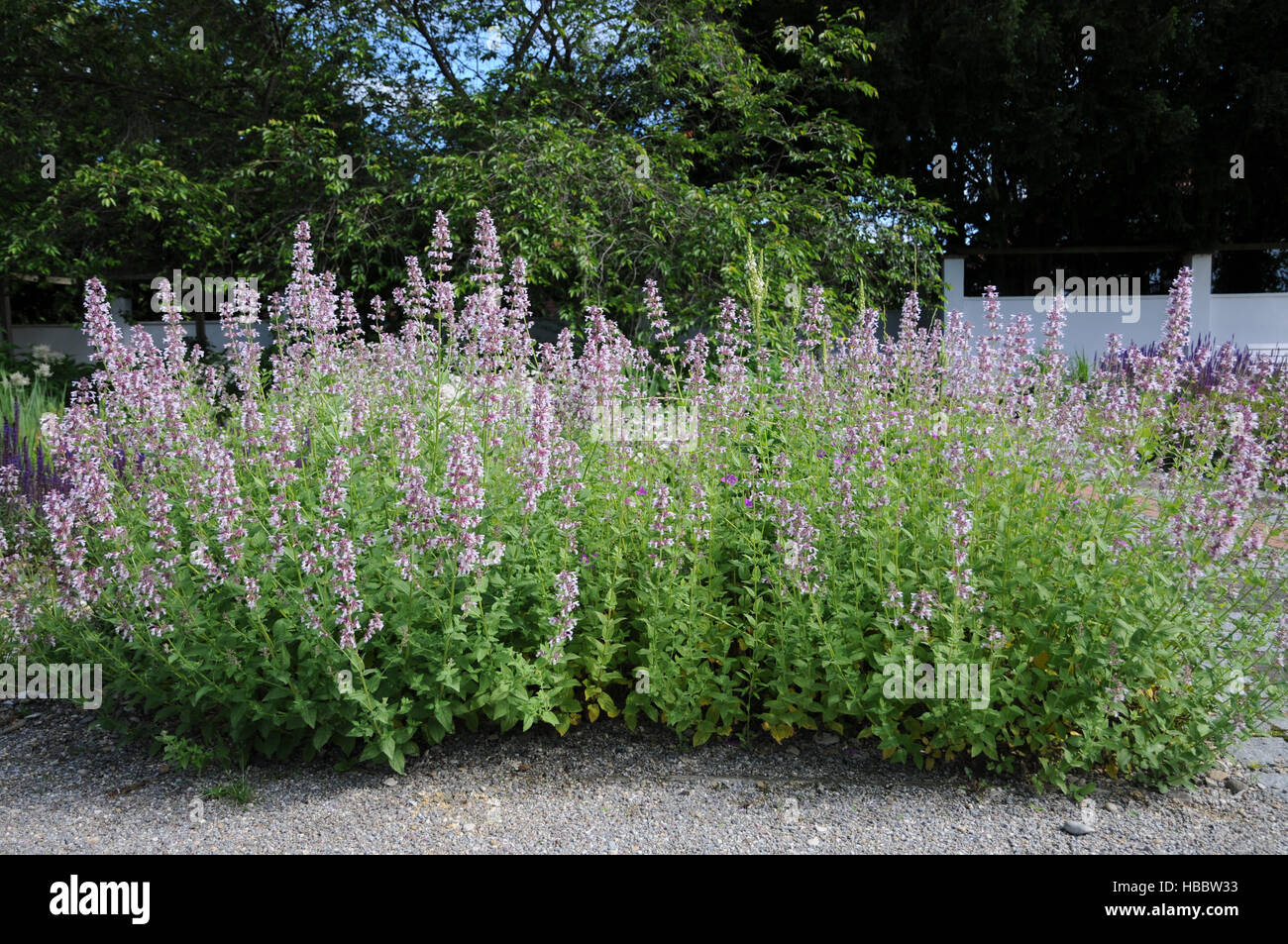 Stachys officinalis rosea immagini e fotografie stock ad alta ...