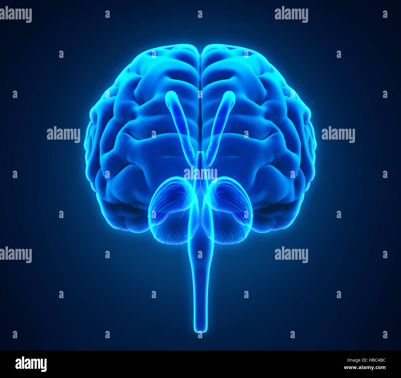 Anatomia del cervello e della testa immagini e fotografie stock ad alta ...