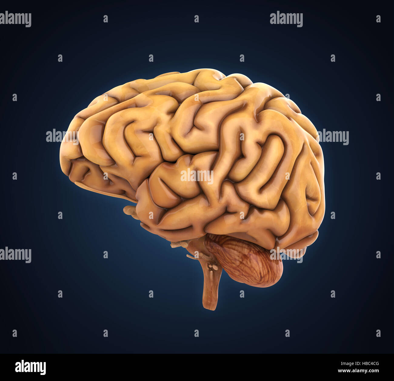 Cervello umano anatomia Foto stock - Alamy