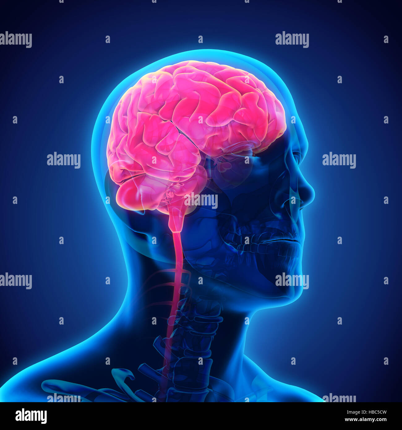 Anatomia del cervello umano immagini e fotografie stock ad alta ...