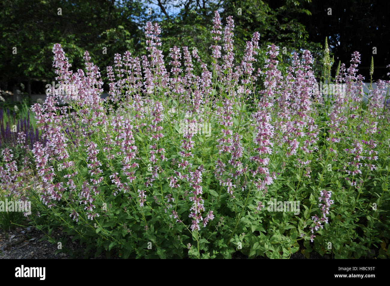 Stachys officinalis rosea immagini e fotografie stock ad alta ...