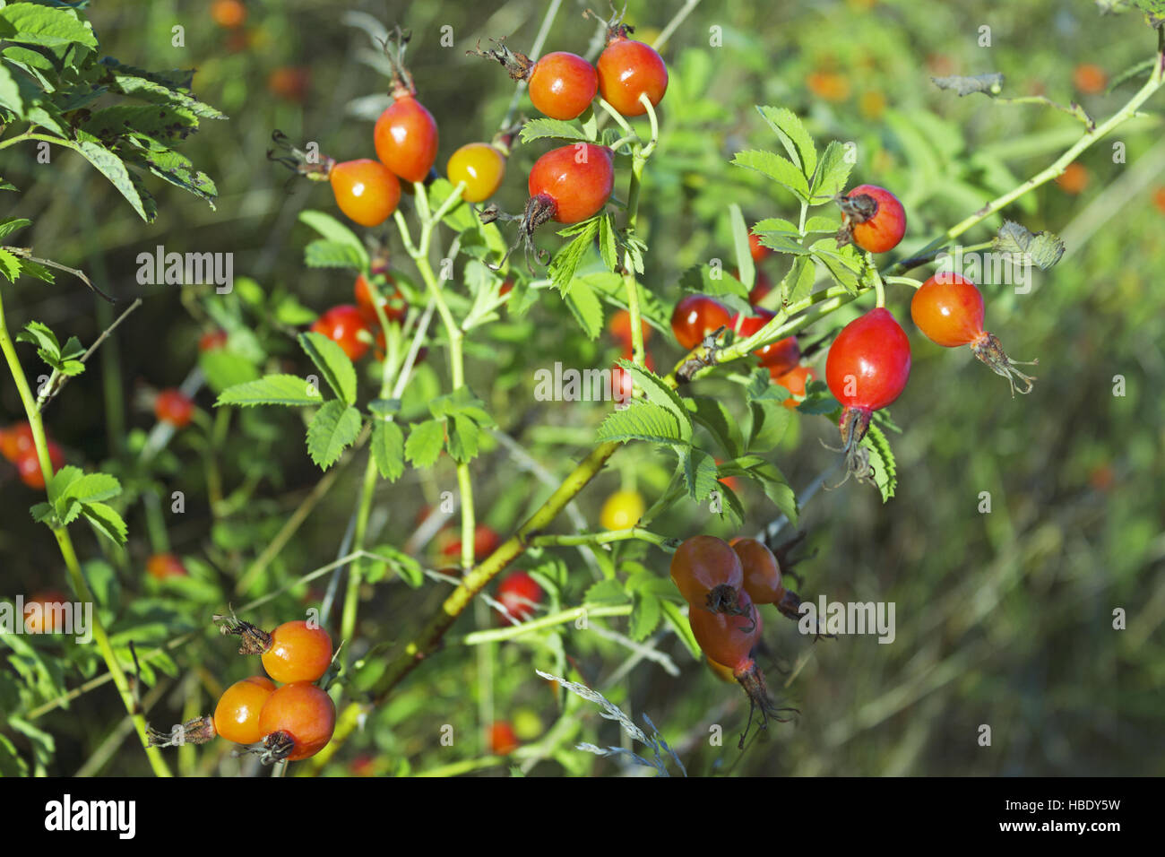 Frutti di cespuglio immagini e fotografie stock ad alta risoluzione - Alamy