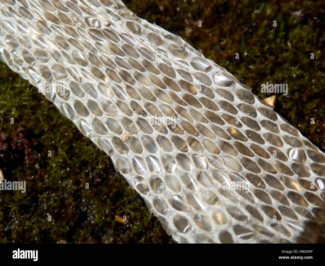 Pelle animale trasparente immagini e fotografie stock ad alta ...