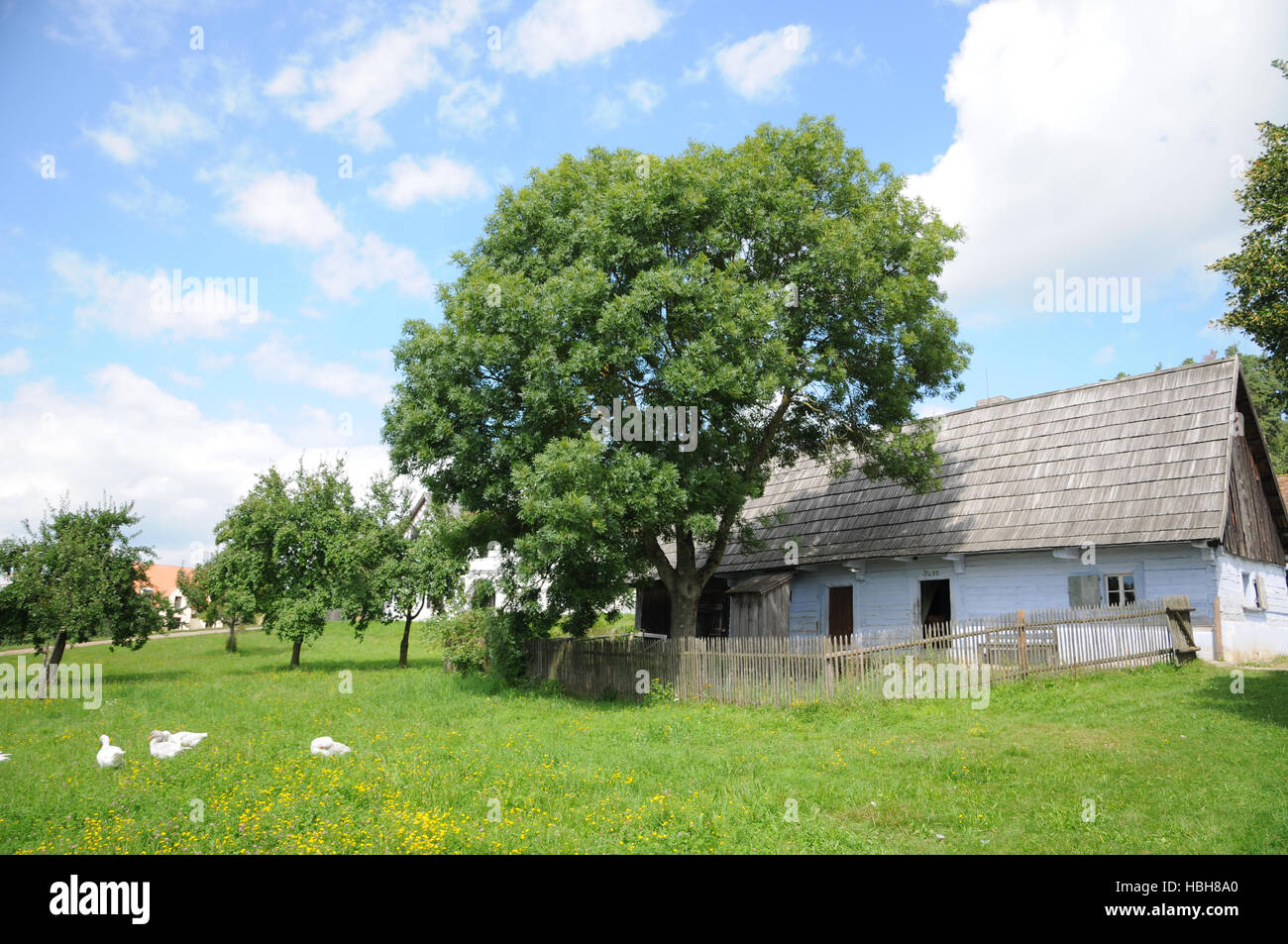 Fusto di fraxinus excelsior immagini e fotografie stock ad alta ...