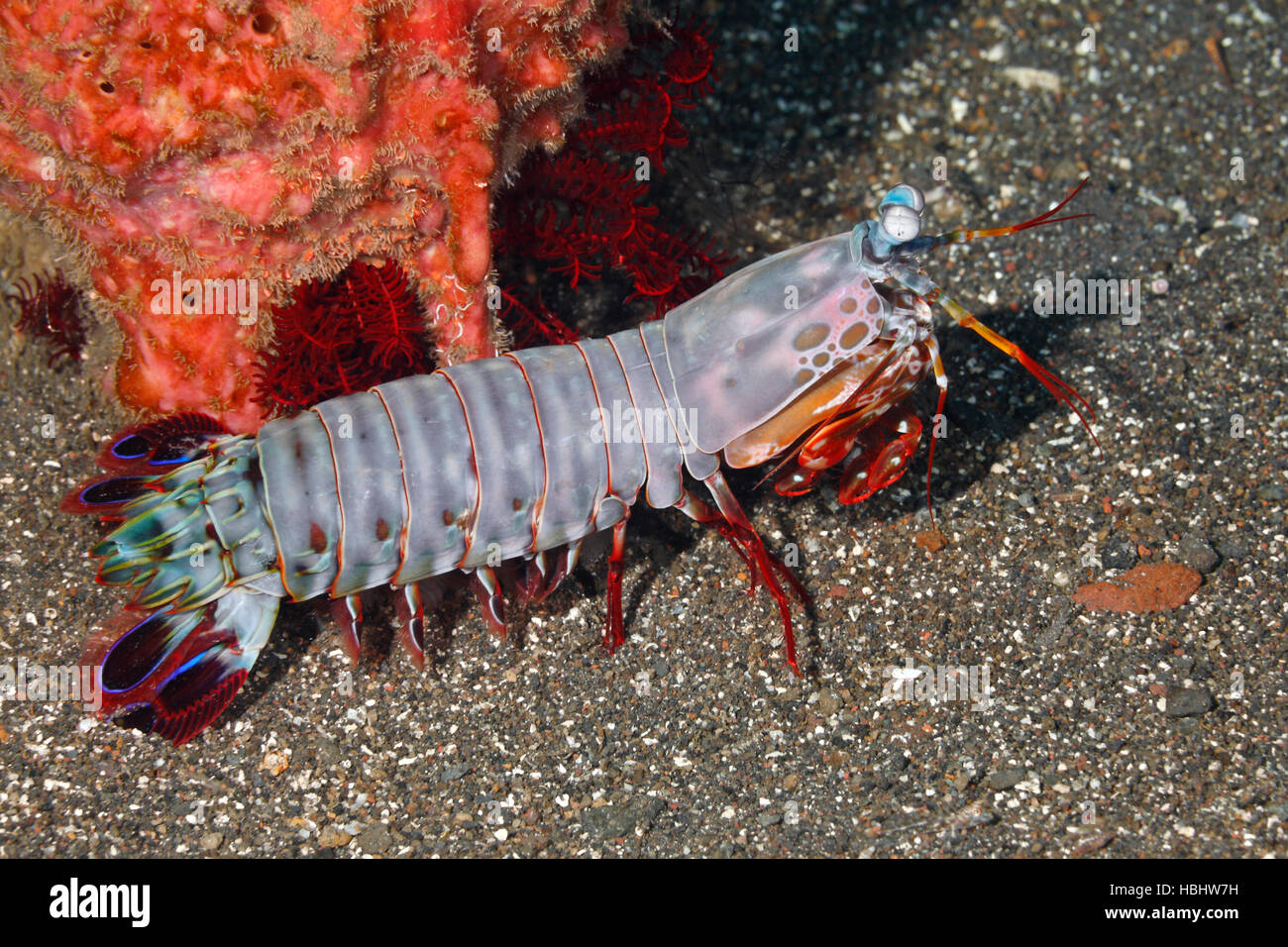 Canocchia Pavone, Odontodactylus scyllarus, noto anche come un ...