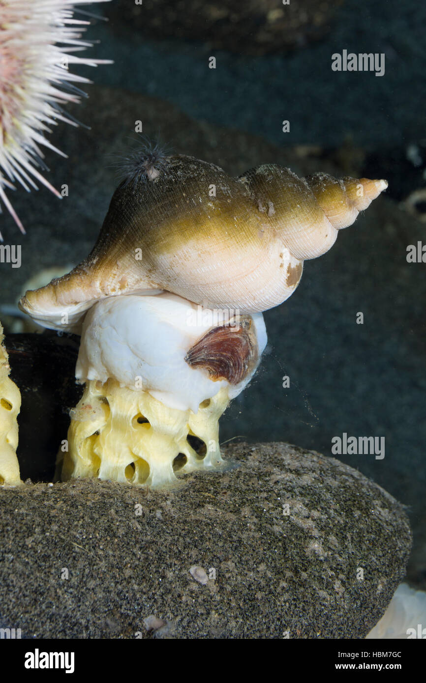 Molluschi gasteropodi marini immagini e fotografie stock ad alta ...