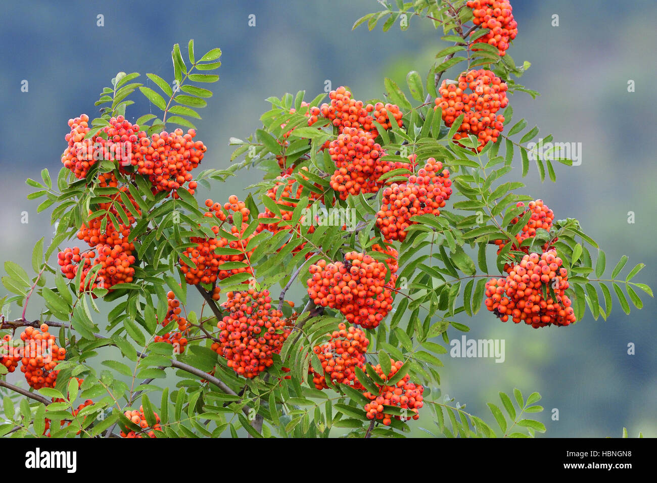 Vogelbeere sorbus aucuparia immagini e fotografie stock ad alta ...