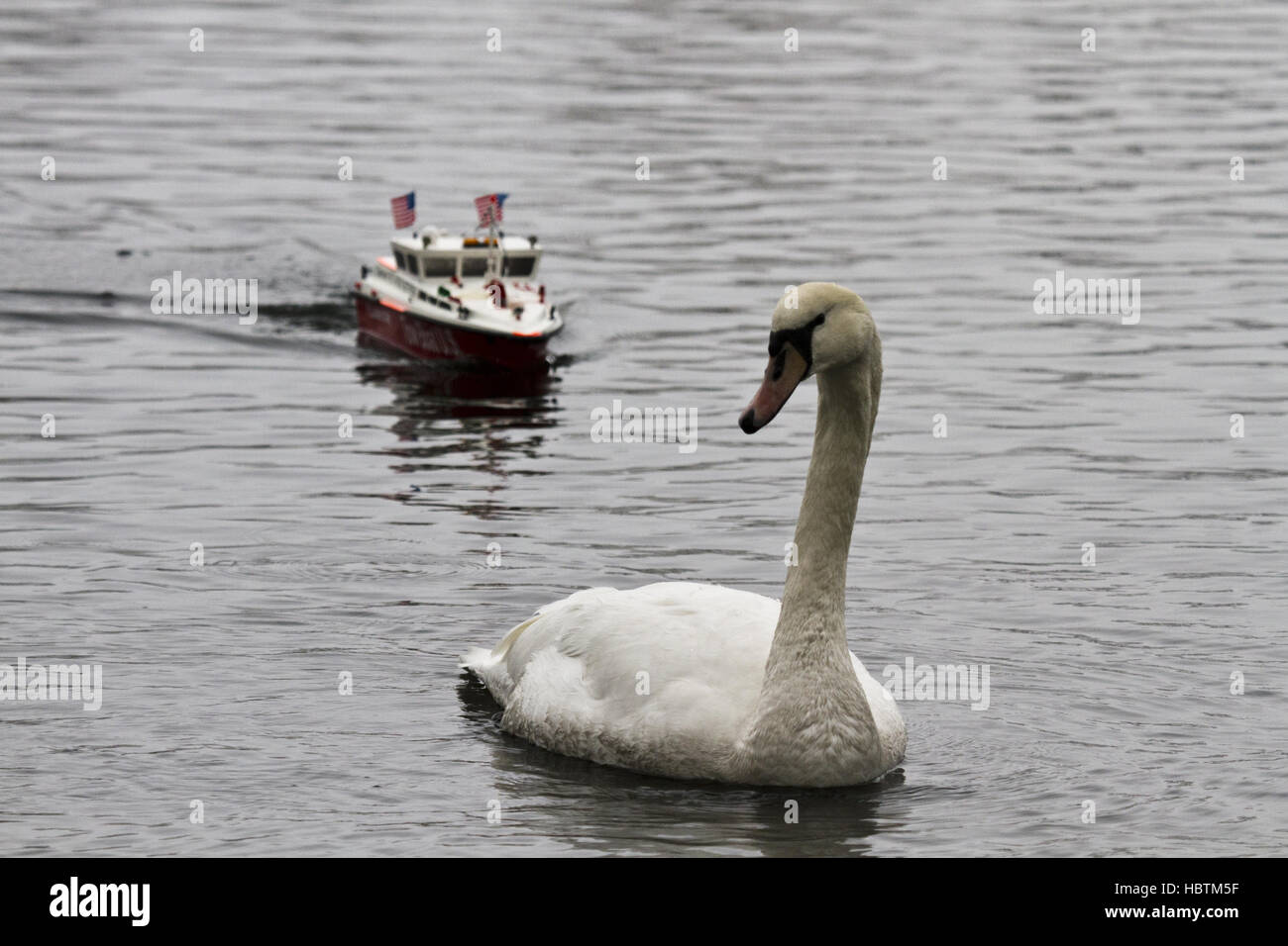 Conflitto umano animale immagini e fotografie stock ad alta risoluzione ...