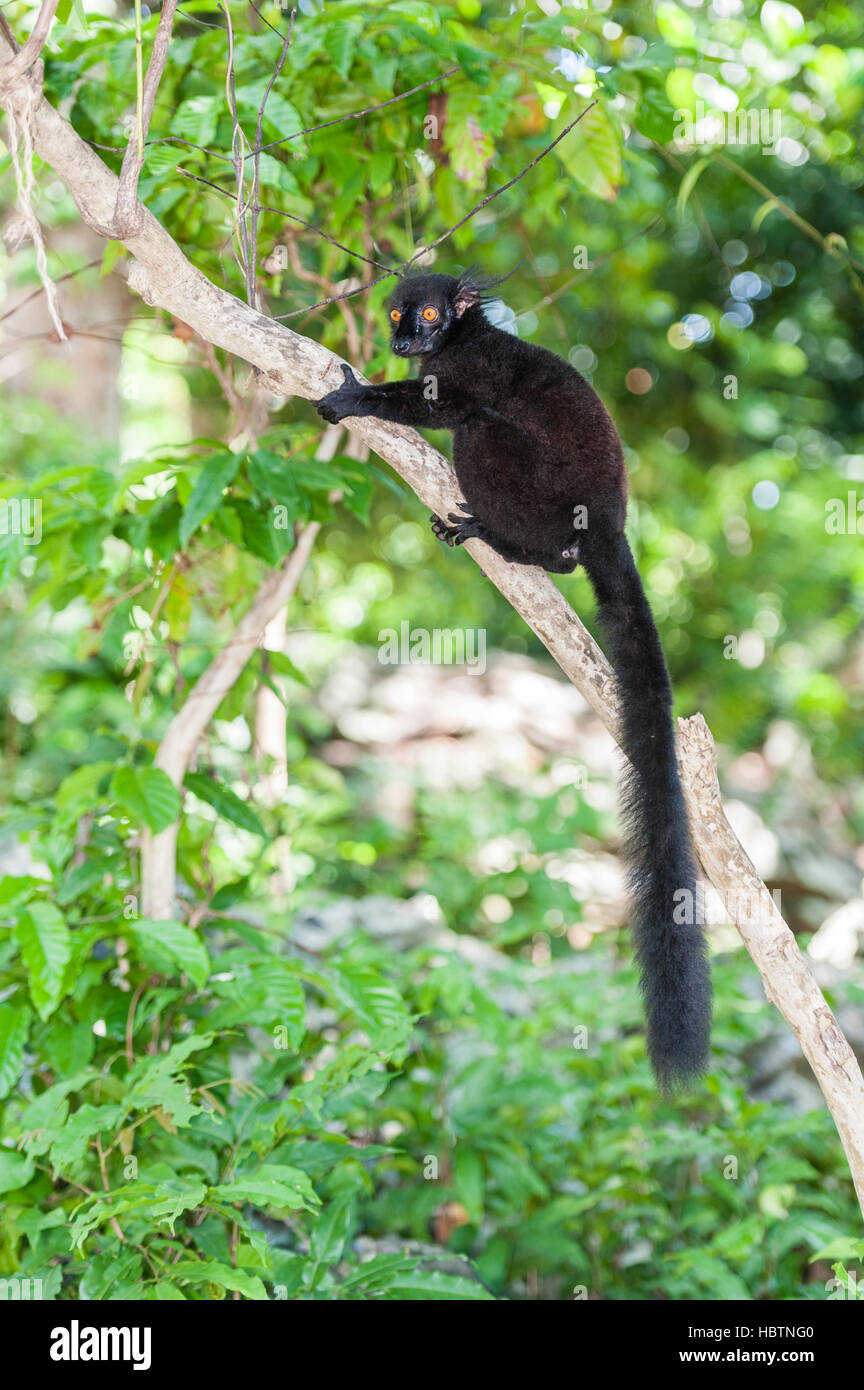 Madagascar lemur immagini e fotografie stock ad alta risoluzione - Alamy