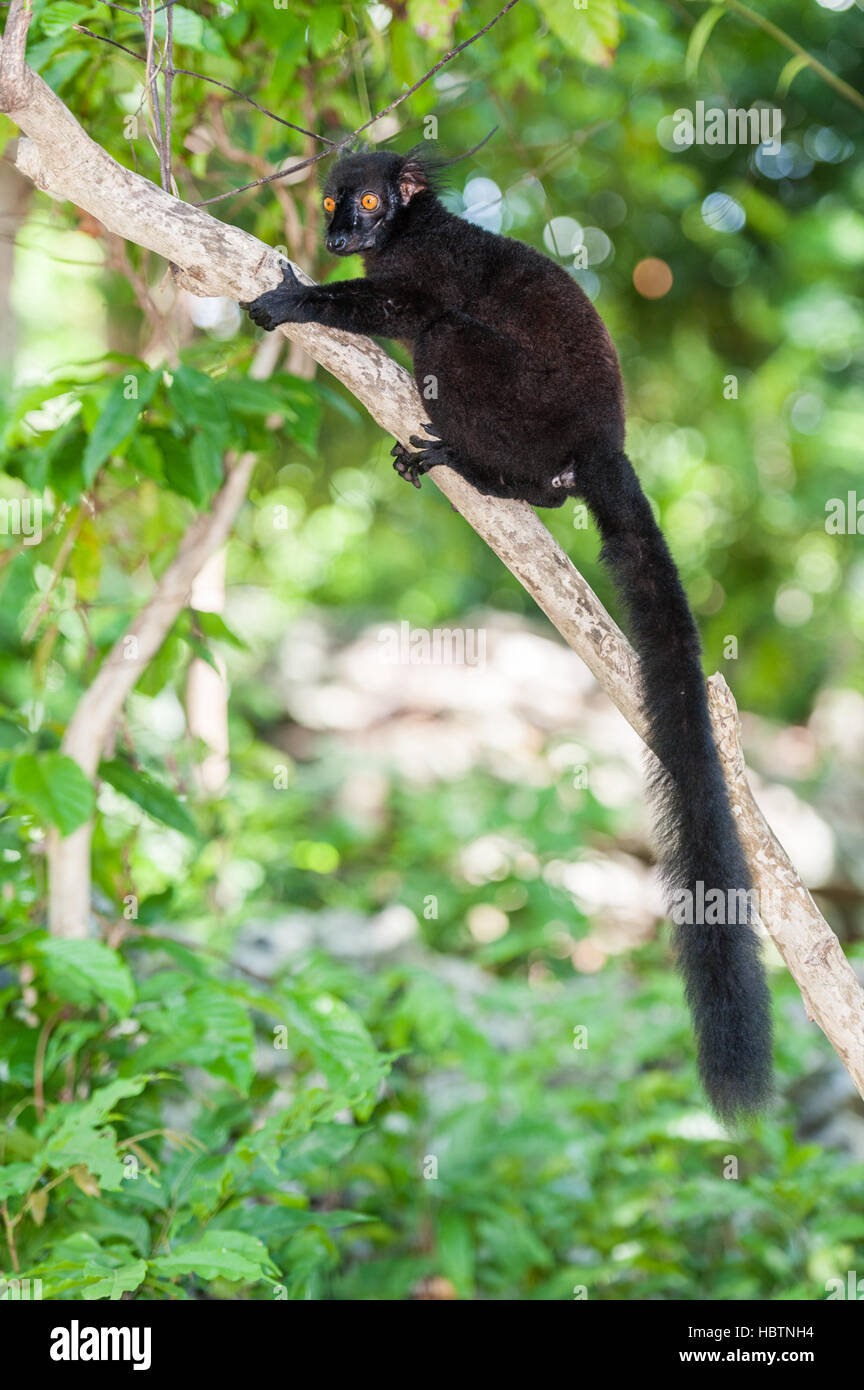 Madagascar lemur immagini e fotografie stock ad alta risoluzione - Alamy