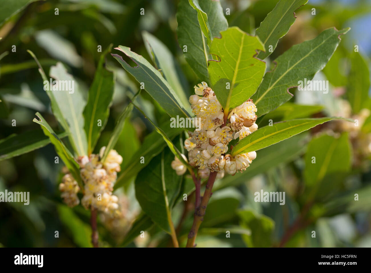 Lorbeerbaum, Lorbeer-Baum, Echter su Lorbeer, Edel-Lorbeer ...