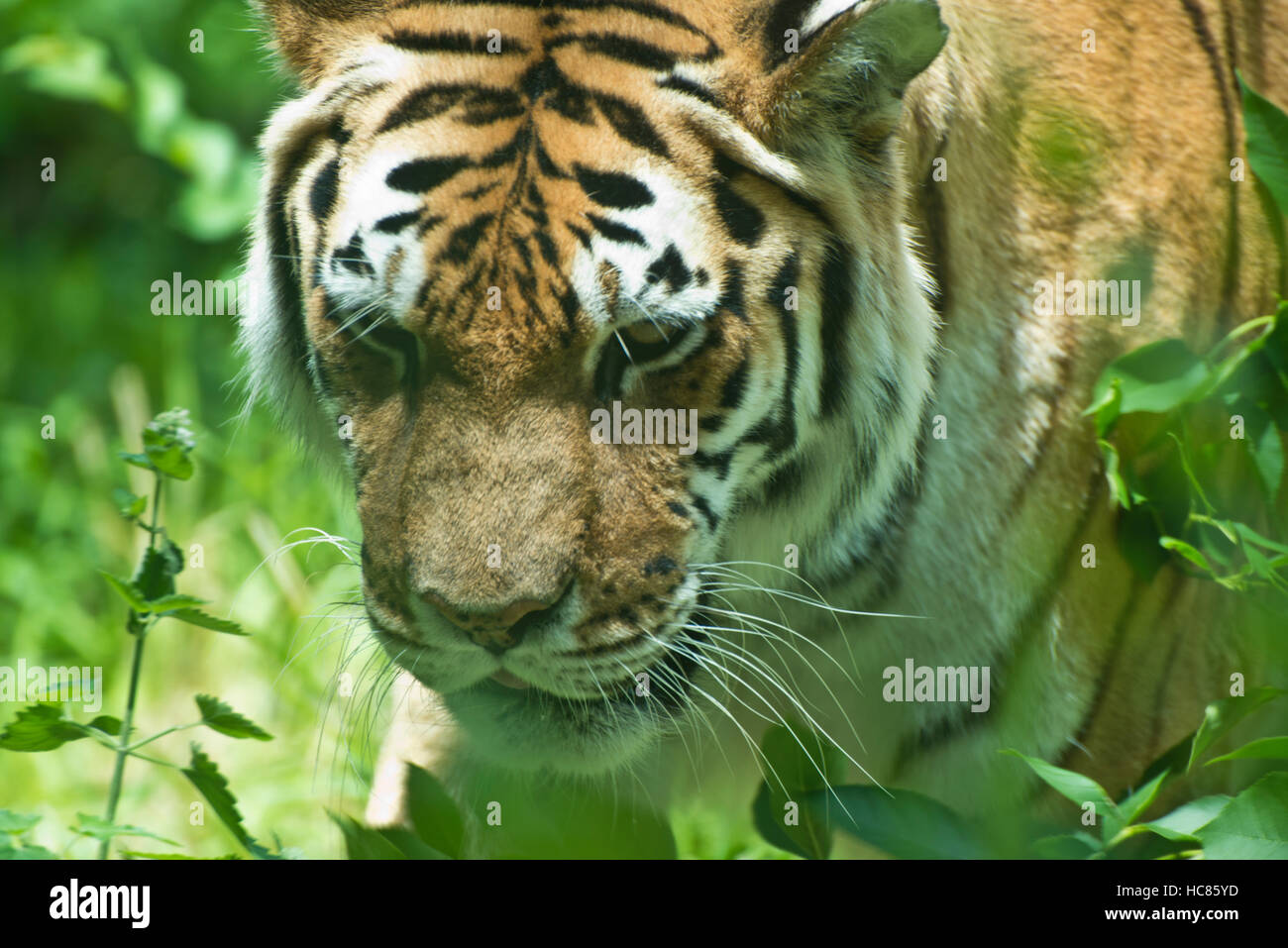 Tigre del primo piano immagini e fotografie stock ad alta risoluzione ...