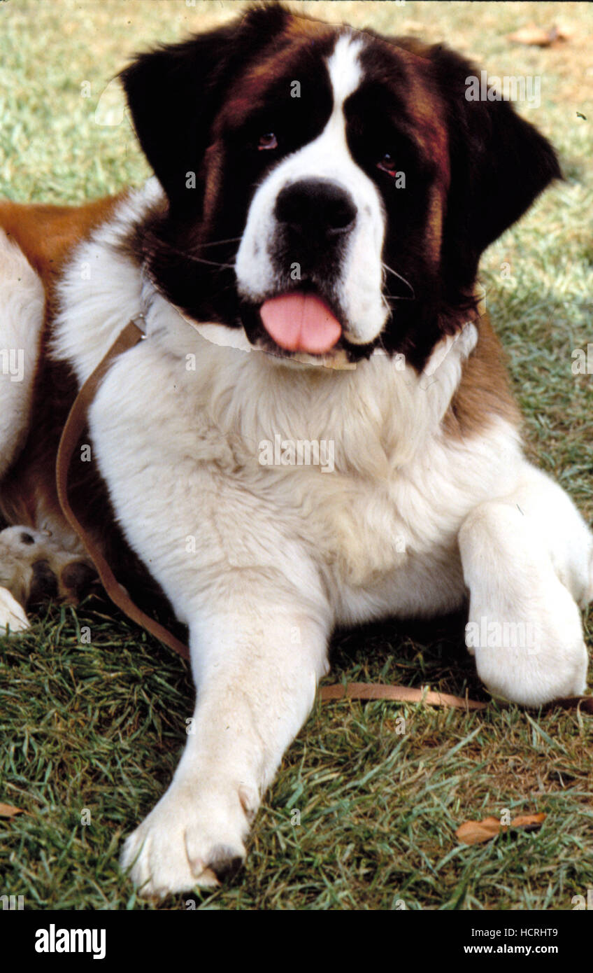 Beethoven dog immagini e fotografie stock ad alta risoluzione - Alamy