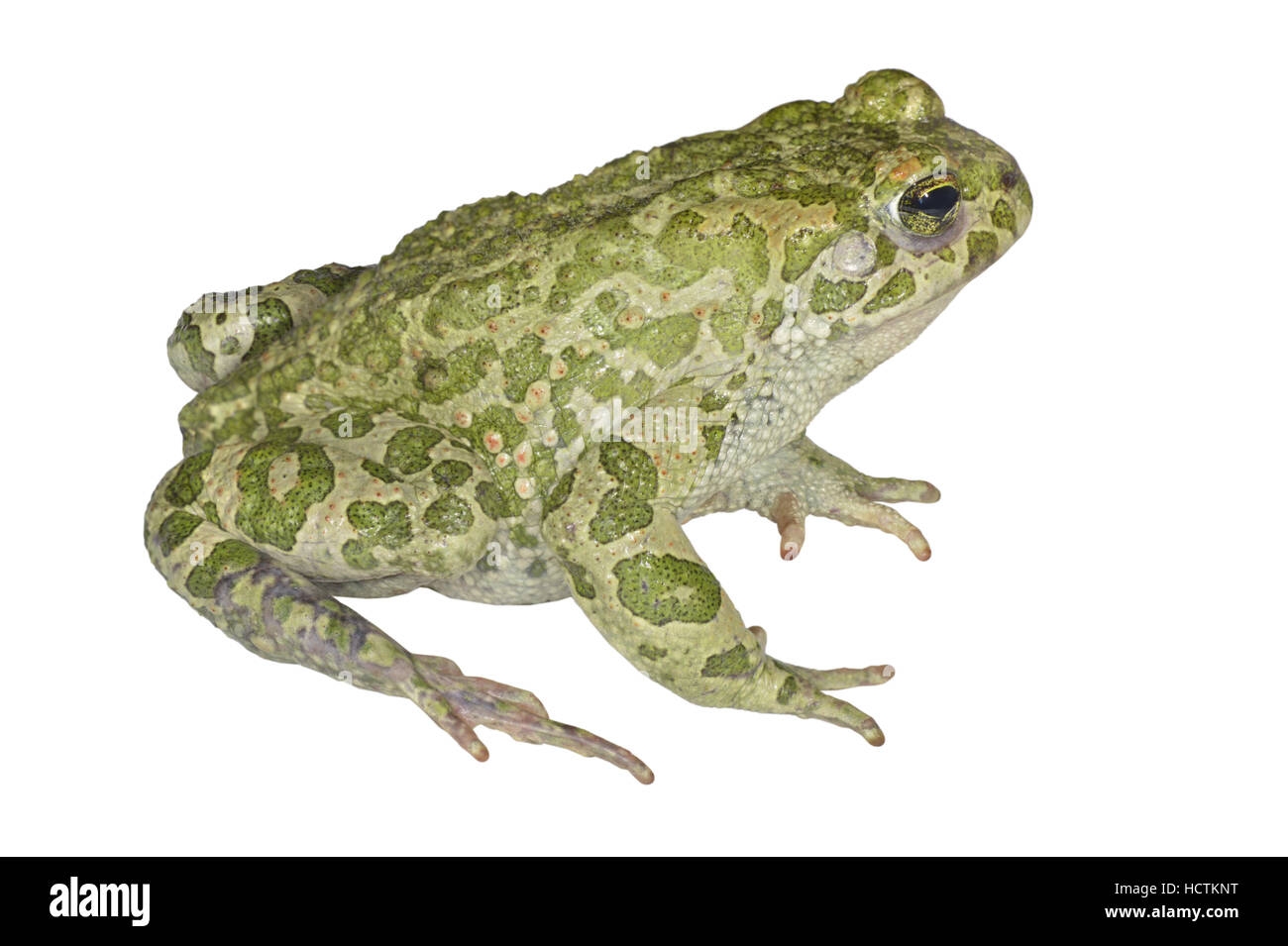 Rospo verde bufo viridis immagini e fotografie stock ad alta ...