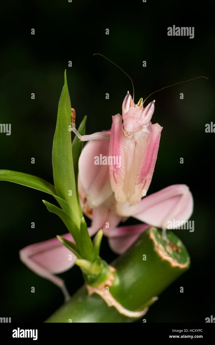 Malaysian orchid mantis hymenopus coronatus immagini e fotografie stock ...