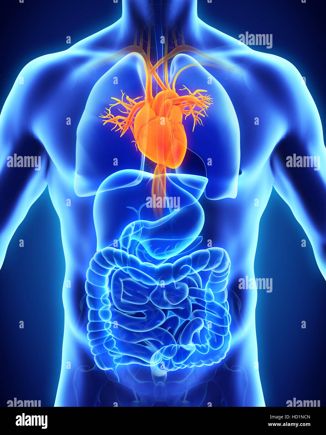 Anatomia del corpo umano e del cuore 3d immagini e fotografie stock ad ...
