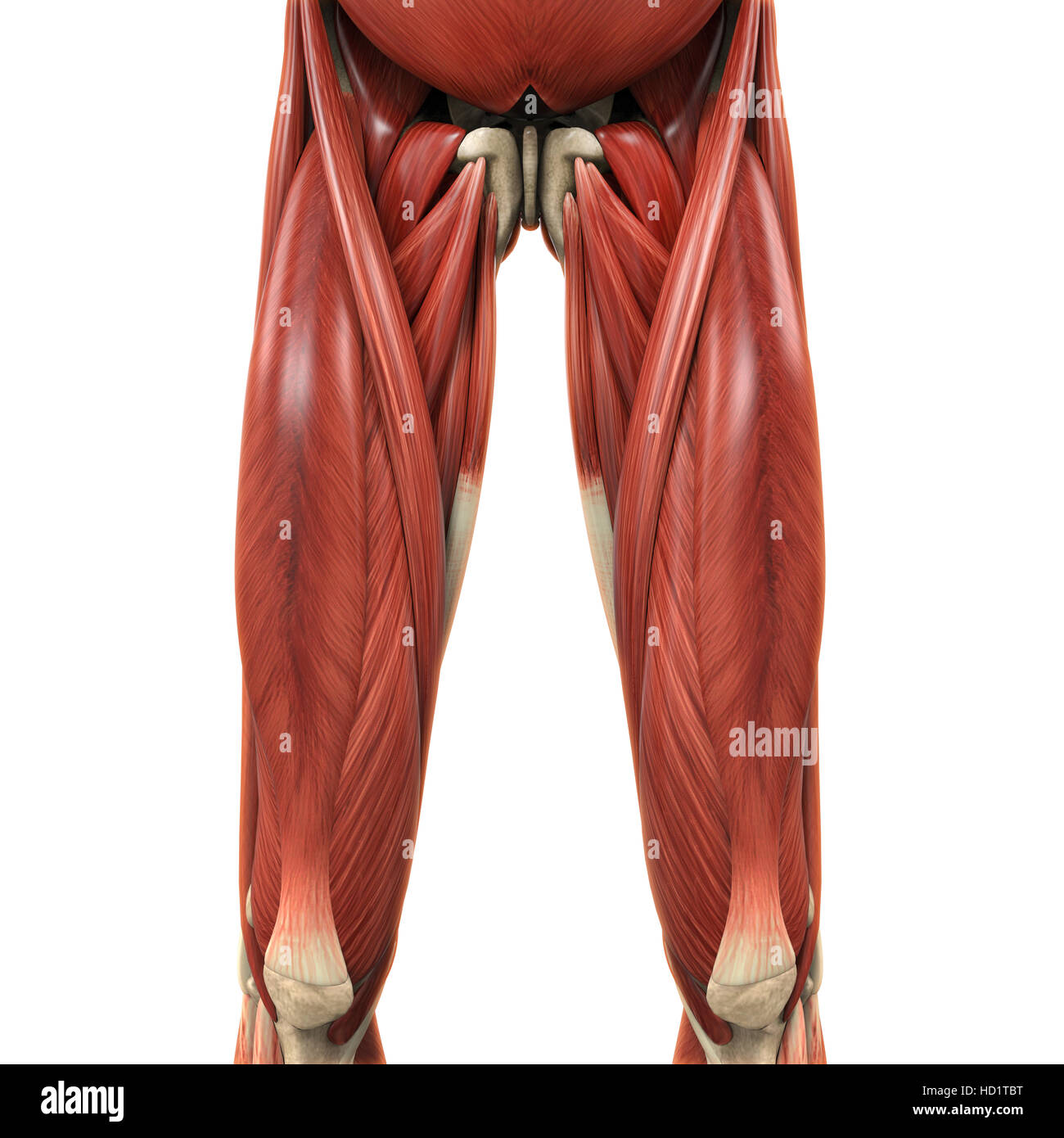 Parte superiore delle gambe muscoli anatomia Foto stock - Alamy